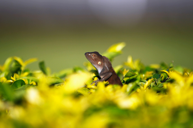 Fauna metropolitana - Internazionale