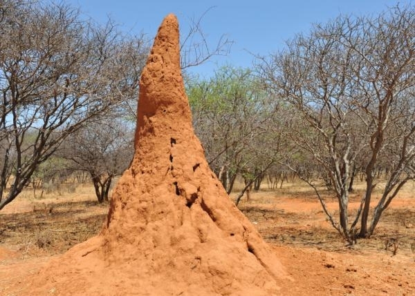 In Africa i termitai aiutano a stabilizzare l'ecosistema e combattono ...