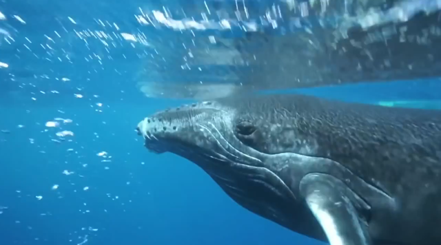 Come le balene aiutano a salvare l'atmosfera terrestre (Video ...