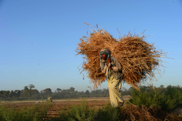 La stagione del grano - Internazionale