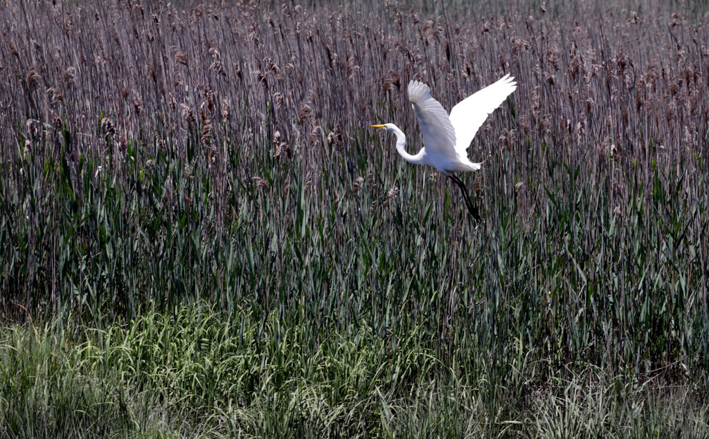 Airone di palude - Internazionale