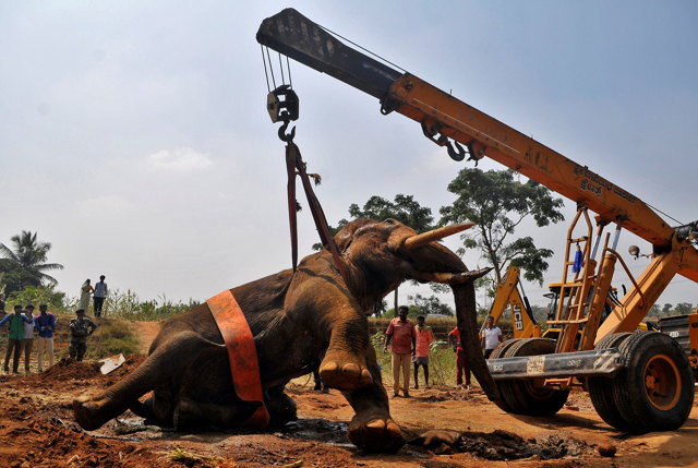 Soccorsi per l’elefante - Internazionale