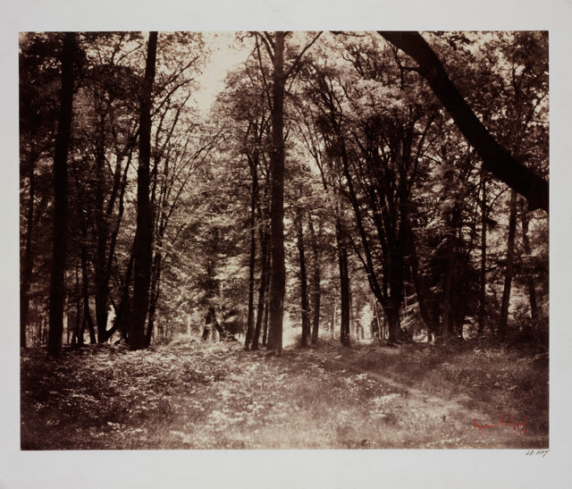 Gli alberi della fotografia (Foto) - Internazionale