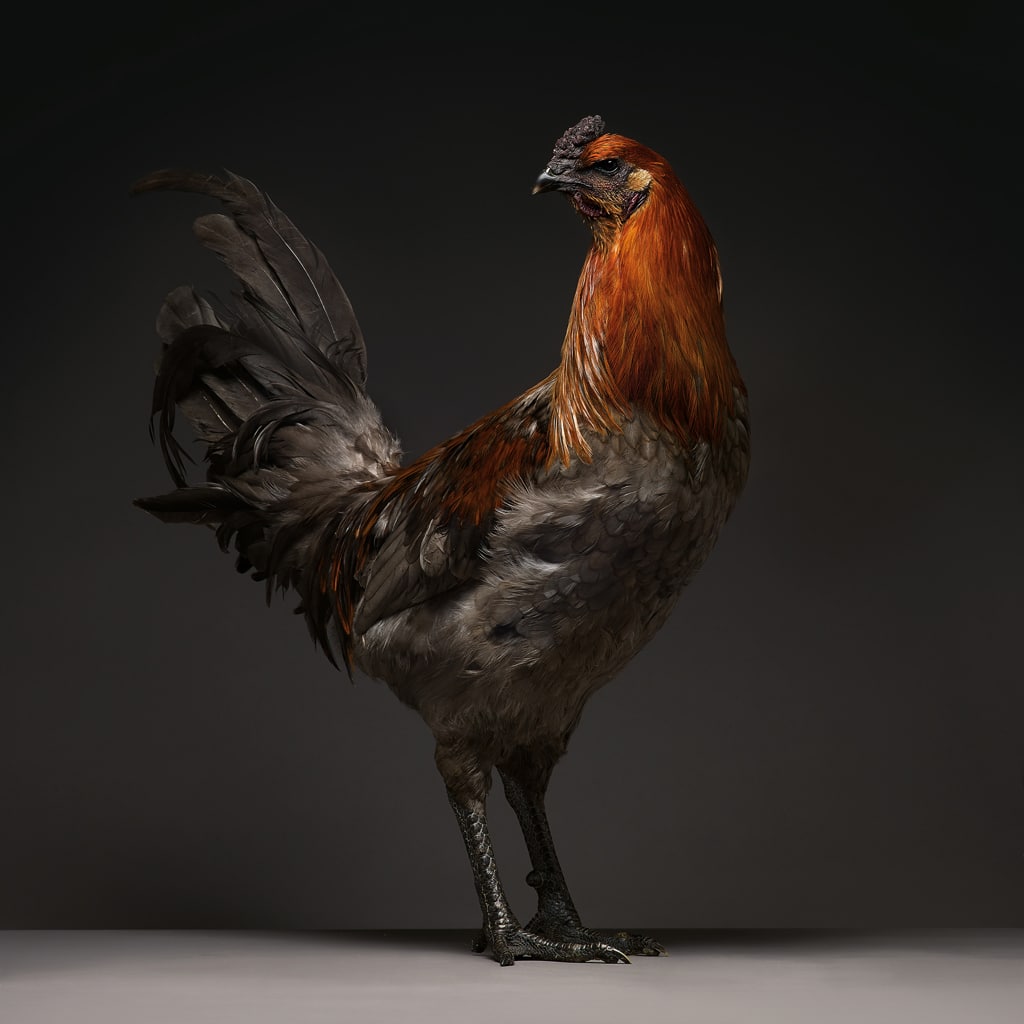 L’eleganza del gallo (Foto) - Internazionale