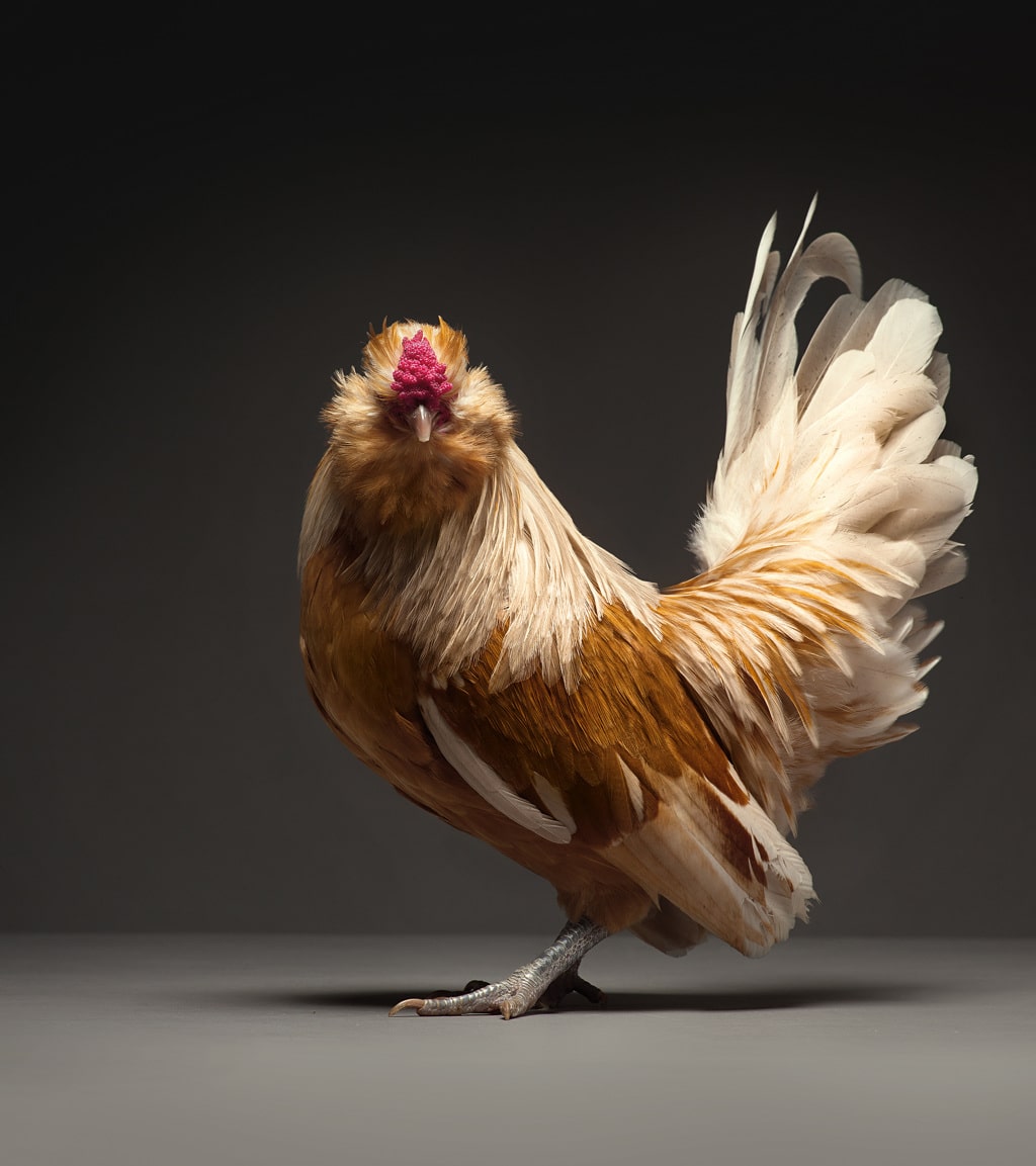 L’eleganza del gallo (Foto) - Internazionale