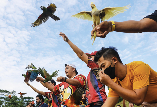 Volo libero - Internazionale