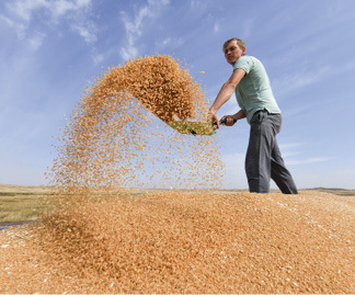 L’importanza del grano - Internazionale