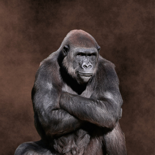 Le gioie del broncio - Rebecca Roache - Internazionale