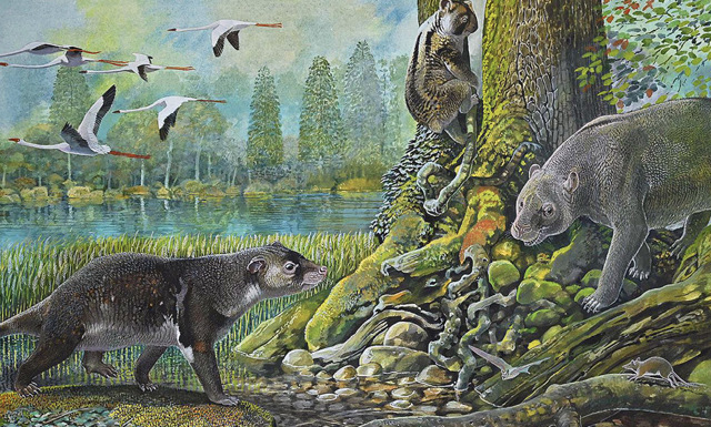 L’antenato dei koala - Internazionale