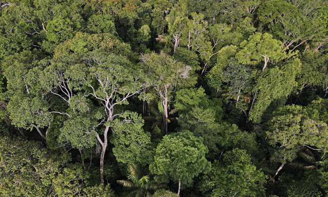 Gli alberi sono davvero altruisti? - Internazionale