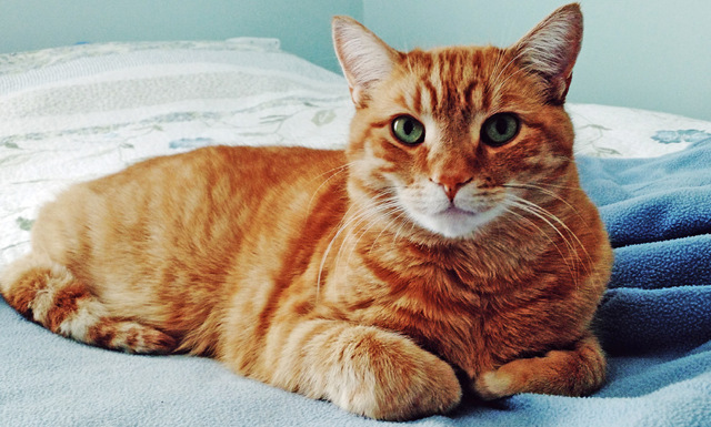 Il segreto del gatto rosso - Internazionale